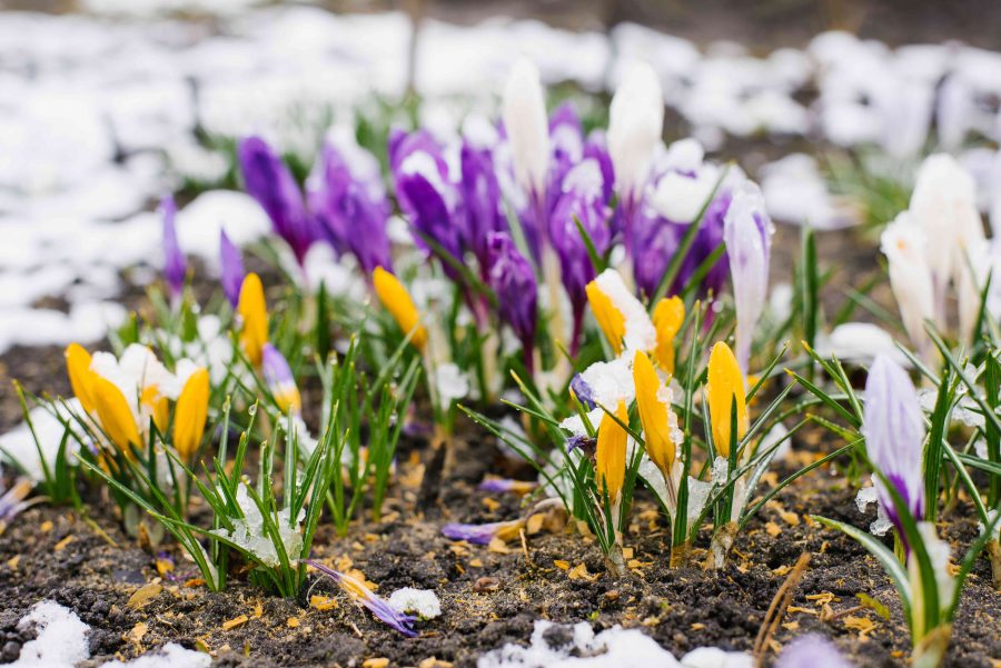 Flower Bed Designs For Winter and Fall (colorful cold weather ideas!)